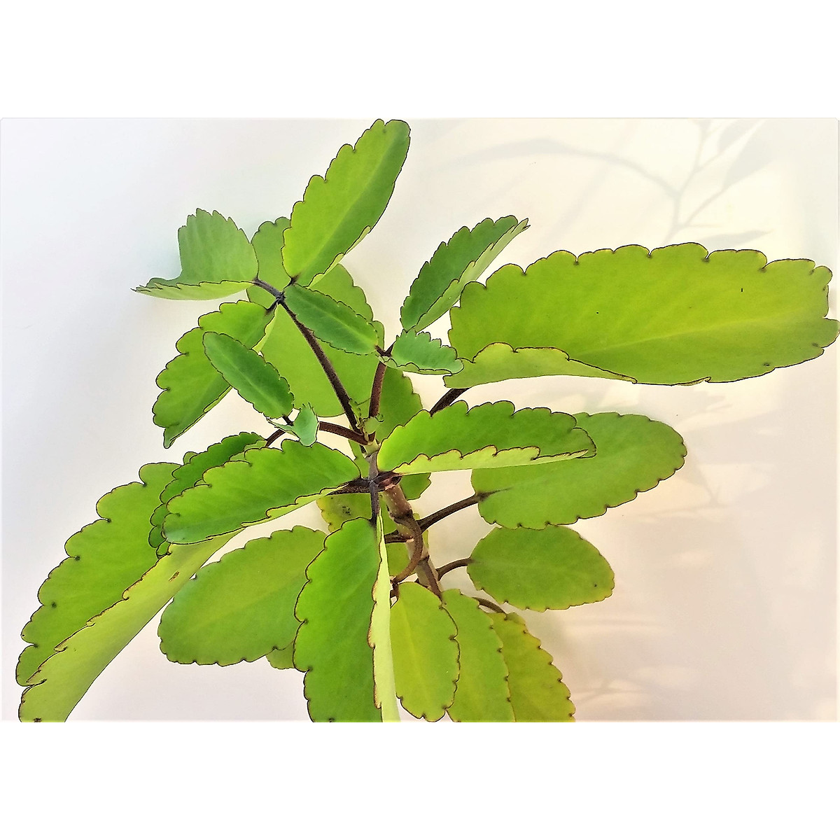 Kalanchoe pinnata Miracle Leaf ‘Magic Bells’ Live Plant