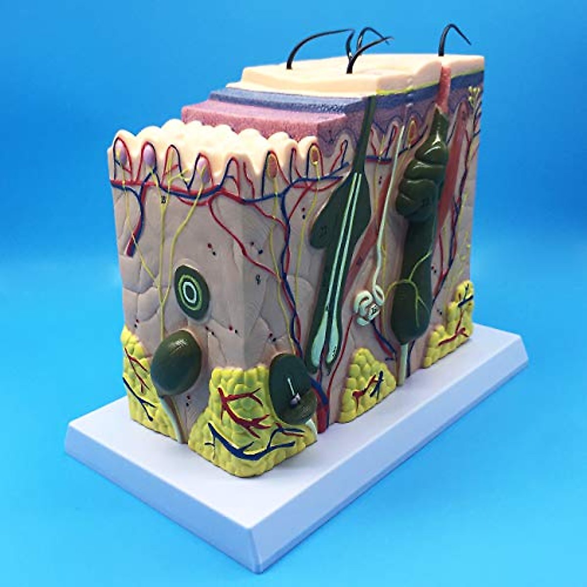 Learning Resources 70X Enlarged Human Skin Anatomical Model, Anatomically Accurate Skin Anatomy Model for Science Classroom Study Display Teaching Model