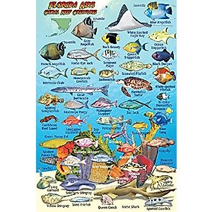 Florida Keys Reef Creatures Guide Franko Maps Laminated Fish Card 4" x 6"