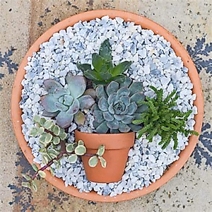 CHUXAY GARDEN 300 Seeds Mix Bonsai Succulent Plant Seeds Hardy Ornamental Livestone Grows in Just Weeks Low-Maintenance Great for Window