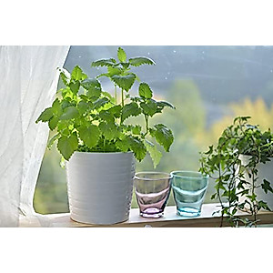 300+ Mint Seeds for Planting Heirloom Non-GMO Herb Variety for Culinary and Tea Drink