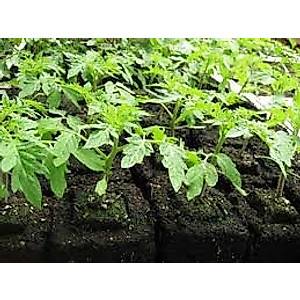 Ladbrooke Genuine Soil Block Maker - Maxi 4" Hand Held, Made in England