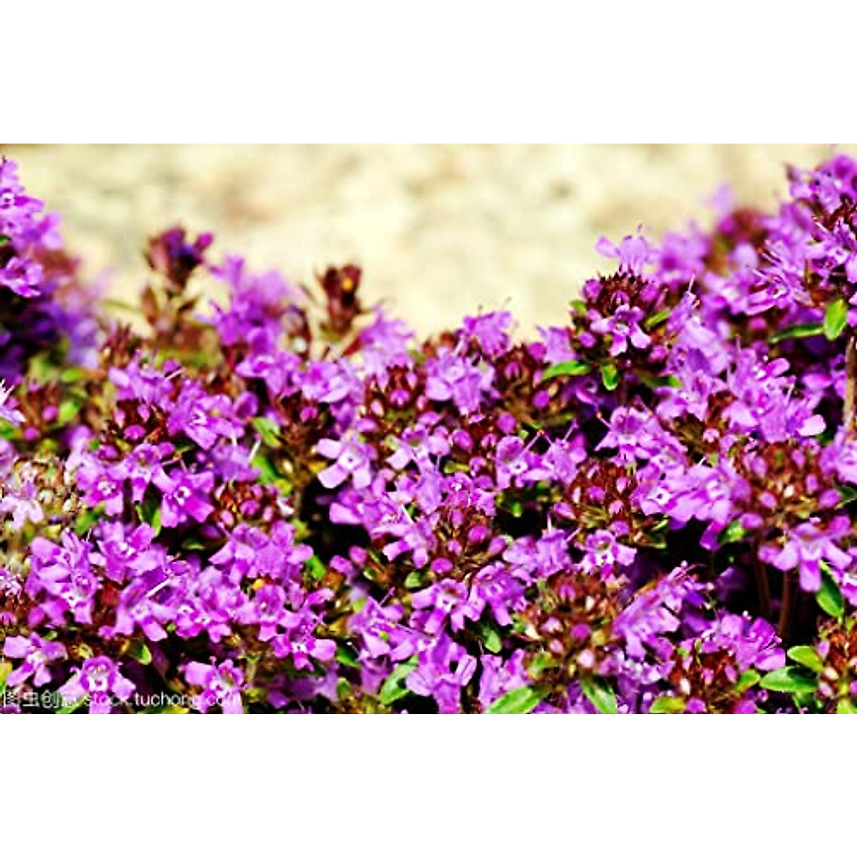 Ficoszo Mix Creeping Thyme Seeds Ground Cover for Planting, Thymus Serpyllum Heirloom Seeds for Rock Gardens, Along Borders, Fences & walkways Ornamental Flowers 1000pcs