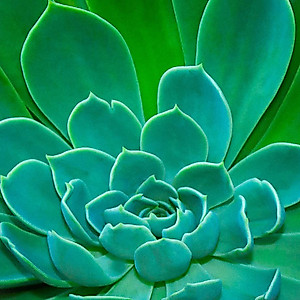 Fat Plants San Diego Premium Cacti and Succulent Potting Mix Soil - for Cactus Palm Tree Citrus Plant Grown in Gardening Containers - Indoors & Outdoors Use - with Natural Food/Fertilizer