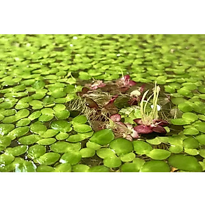 4800+ Duckweed Live Plant for Aquarium - Aquarium Plants Live - Planting Ornaments Perennial Garden Simple to Grow Pots Gifts