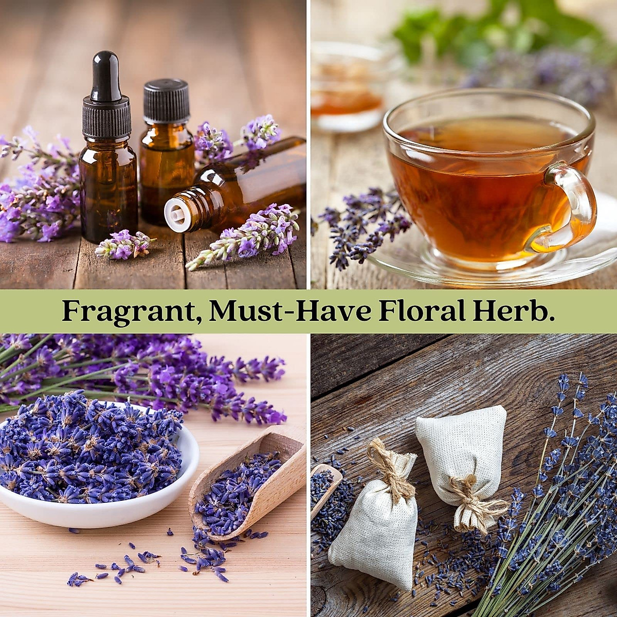 Clovers Garden English Lavender (Lavandula) Hidcote Blue Plants – Two (2) Live Plants – Non-GMO - Not Seeds - Each 4" to 8" Tall – in 4" Inch Pots - Compact Growth