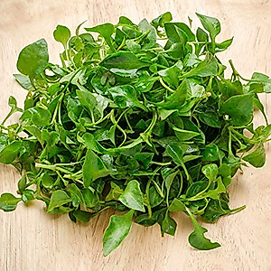 Gaea's Blessing Seeds - Curled Cress Seeds (3.0g) - Non-GMO Seeds with Easy to Follow Planting Instructions - Heirloom Garden Cress - Pepper Cress - 93% Germination Rate