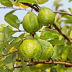 QAUZUY GARDEN 160 Common Yellow Lemon  Apple Guava Seeds for Planting Outdoor Pineapple Guava Feijoa Seeds Non-GMO Heirloom Fruit Seeds Grow Your Own Delicious Fruit Tree Freely