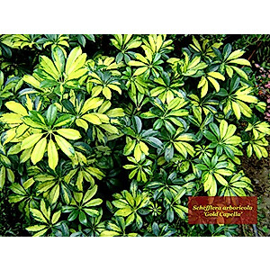 Umbrella Tree - 'Gold Capella' Live Braided Schefflera Arboricola - Florist Quality - Beautiful Indoor Tree - 3 Feet Tall