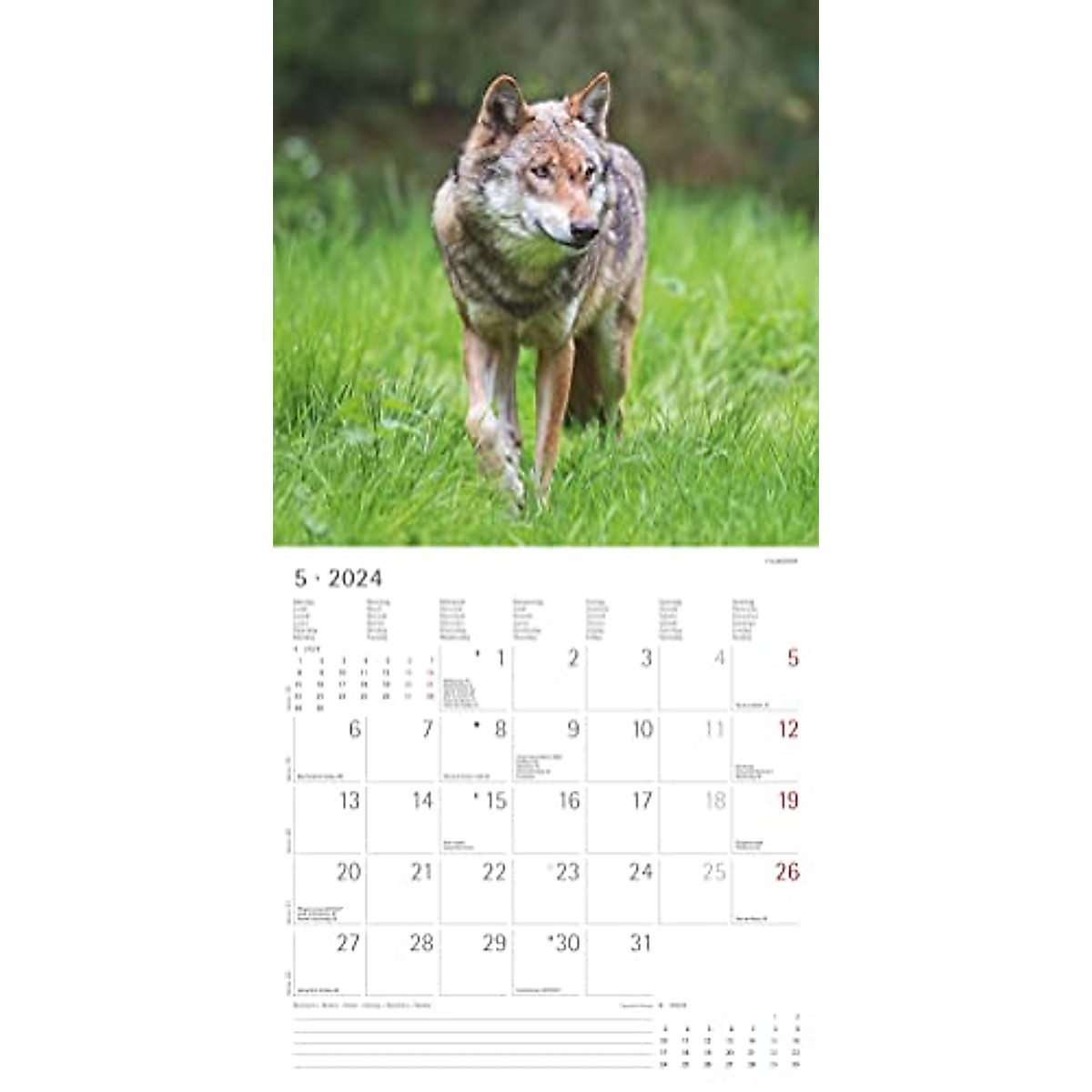 Wolves 2024 Brochure Calendar 30 x 30 cm (30 x 60 Open) Calendar with Space for Notes Wolves Picture Calendar Wall Planner Alpha Edition