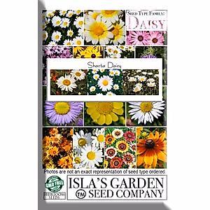 Shasta Daisy Flower Seeds for Planting, 1500+ Seeds Per Packet, Chrysanthemum Genus, (Isla's Garden Seeds), Non GMO & Heirloom Seeds, Scientific Name: Chrysanthemum Maximum, Great Home Garden Gift
