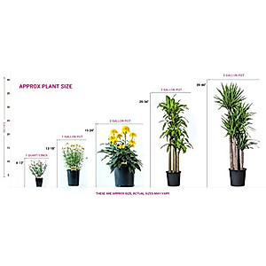 Pixies Gardens Anna Apple Tree Live Fruit Plant for Planting - Crisp Juicy - Excellent Variety for The South (5 Gallon - Set of 2, Potted)