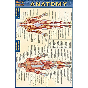 Anatomy (Quick Study: Anatomy)