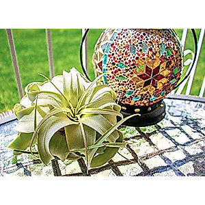 Tillandsia Xerographica Air Plant, Tillandsia Air Plants Live Large Indoor Plants Live Houseplants, Exotic Plants for Succulent Terrarium, Fairy Garden Decor, Succulents Live Plants by Plants for Pets