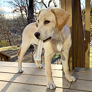 Sporn Marrow Milkies Chew Bones for Light Chewers, Milk Flavor Dog Chew Toys for Small Dogs, Made with Soft Thermoplastic Rubber Dog Dental Chew Toy, Gluten-Free & Non-Toxic, Small