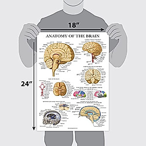 Palace Learning Brain Anatomy Poster - Laminated - Anatomical Chart of the Human Brain