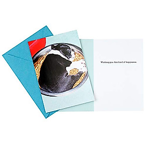 Hallmark Shoebox Funny Birthday Card Assortment (8 Cards with Envelopes) (2199RZG1003)