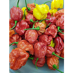 36- Fresh Picked Super Hot peppers