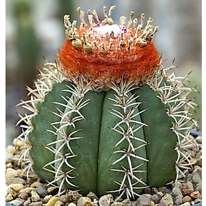 Horticultural Pumice for Plants by Doter 1 QT, Soil Amendment for Bonsai and Cactus Plants