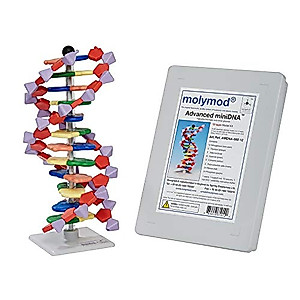 Molymod miniDNA (AMDNA06012) DNA Model 12 Base Pair Layer Kit