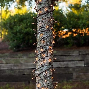 Novelty Lights 50 Light Clear Christmas Mini String Light Set, Brown Wire, Indoor/Outdoor UL Listed, 25' Long