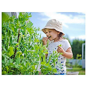 Earthcare Seeds Peas Little Marvel Sweet Dwarf Bush Pea 50 Seeds (Pisum sativum) No GMO – Open Pollinated - Heirloom