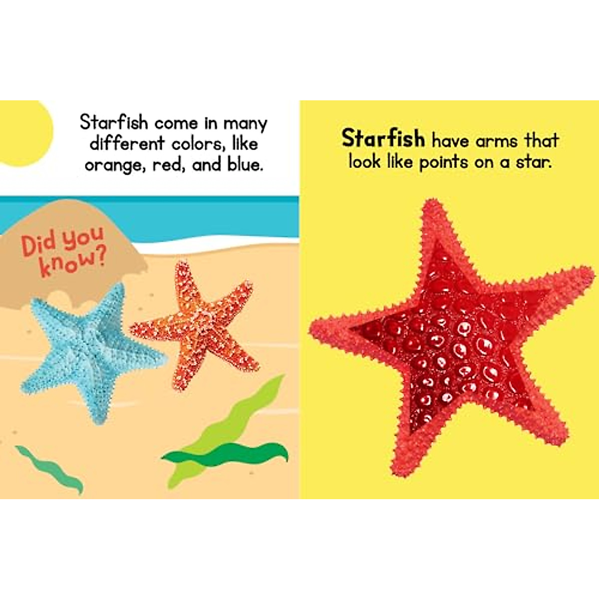Ocean Friends - Touch and Feel Board Book - Sensory Board Book