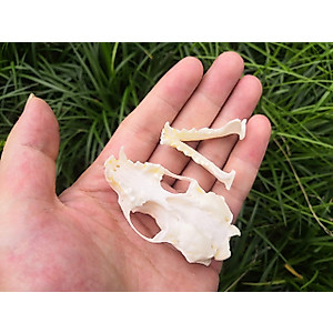 Racoon Dog Skull,Cat Skull,Coypu Skull,Muskrat Skull,Fox Skull,Raccoon Dog Skull,Mink Skull,Taxiderm Skull Specimen