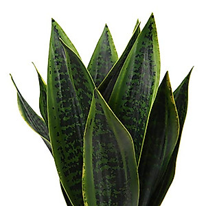 Briful Fake Snake Plant 16" Faux Potted Plant Artificial Snake Plant with White Ceramic Pot Sansevieria Plant Perfect for House Modern Living Room Office Housewarming Gift Indoor Decor
