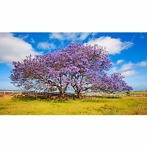 100 Jacaranda Tree Seeds (Jacaranda mimosifolia/Jacaranda acutifolia) - 100 Seeds - Blue Jacaranda Seeds, Black Poui, Nupur Tree - Pack of 100 Rare and Viable Seeds - QO Seeds