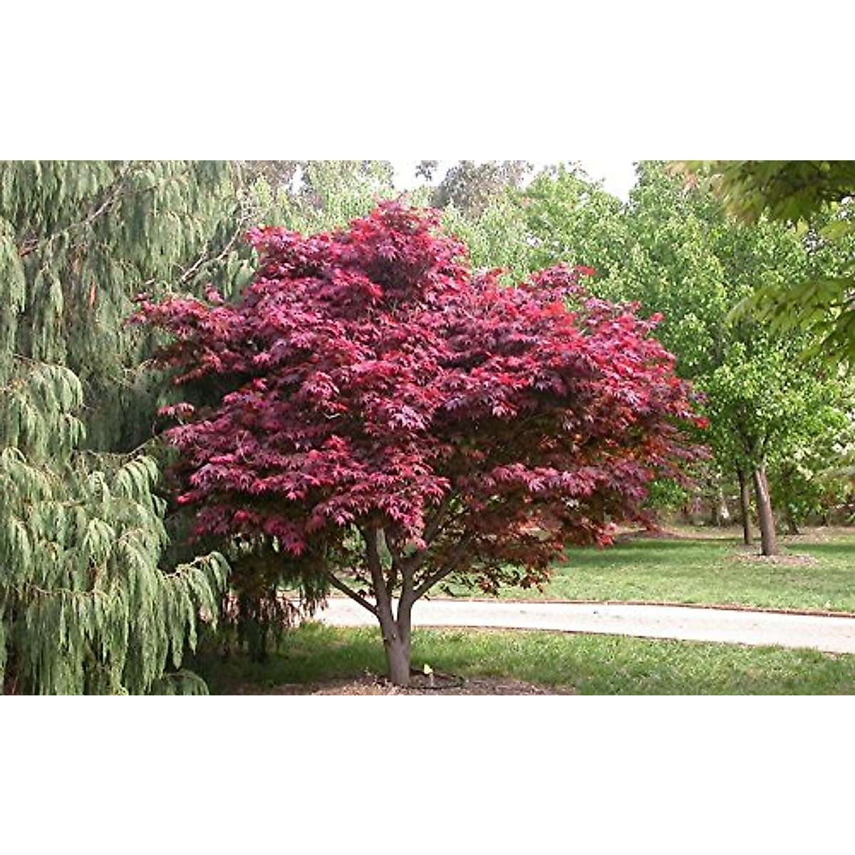 Red Japanese Maple - Live Plant 2-3 feet Tall - Deep Red Leaves