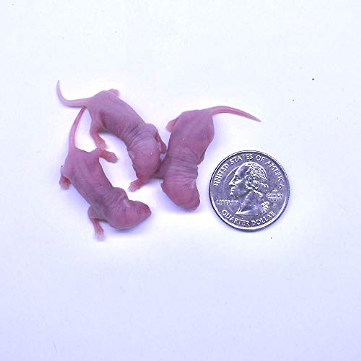 MiceDirect Frozen Feeder Mice 25 Small Pinkies & 25 Pinkies Food for Baby Hognose Corn Milk Snakes