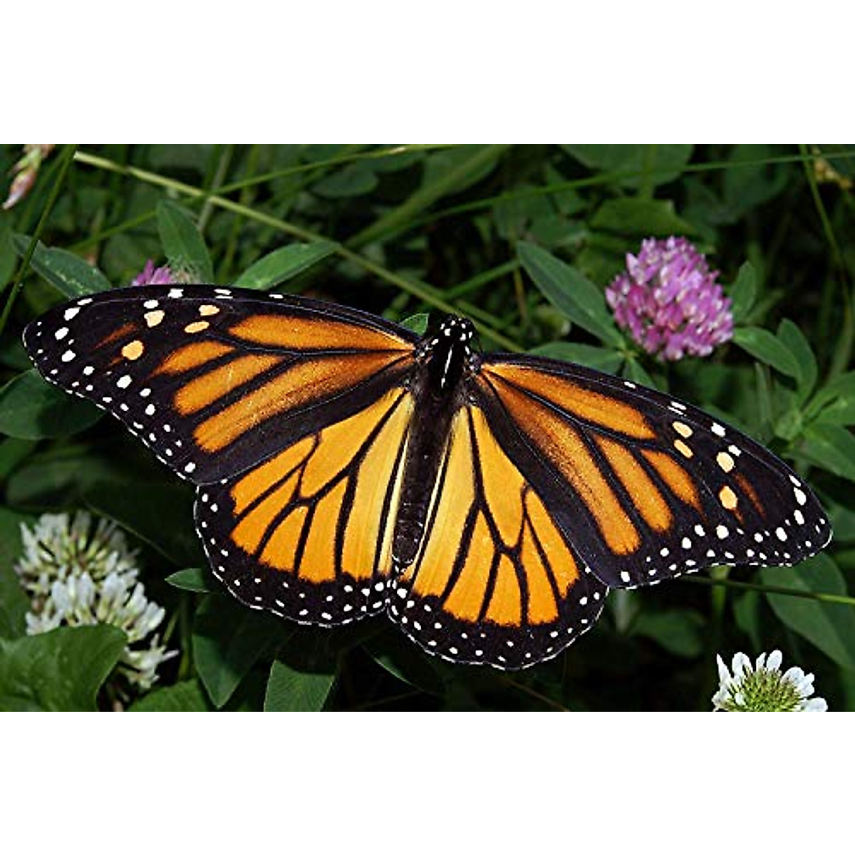 Monarch Butterfly Garden Kit -28 Species of Perennial Milkweed and Wildflower Seeds - If You Grow it Monarchs Will Come - Kids STEM Project - Create a Beautiful Garden Full of Butterflies