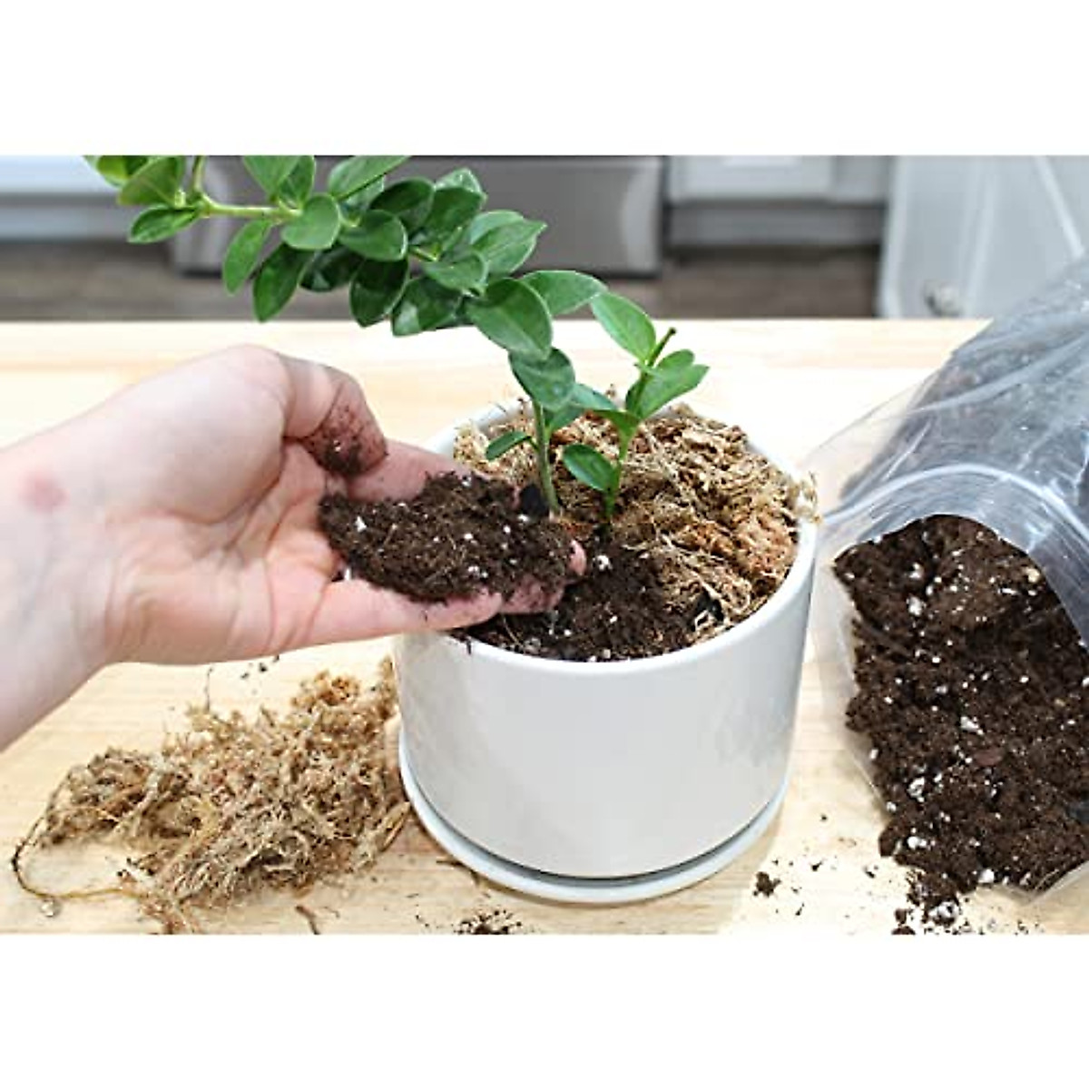 Hoya Plant Potting Soil Mix (4 Quarts), Custom Blend for Growing Hoya Tropical Houseplants
