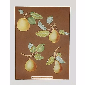 [Pears] Bergamot de Chantilly; Bonchee (Bon Chretien); White Sweet Sugar Pear; Bishop Thumb