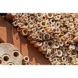 Kingseal Disposable Paper Drinking Straws, Unwrapped, WHITE, 7.75 Inch Length x 8mm Diameter, Giant" Size, White, Biodegradable, Earth Friendly, Bulk Pack - 1 Box of 350 Straws