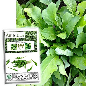 Astro Arugula Lettuce Seeds for Planting,1000+ Heirloom Seeds Per Packet, (Isla's Garden Seeds), Non GMO Seeds, Botanical Name: Eruca vesicaria SSP. Sativa, Great Home Garden Gift