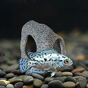 SpringSmart Aquarium Hideaway Rock Cave for Aquatic Pets to Breed, Play and Rest, Safe and Non-Toxic Ceramic Fish Tank Ornaments, Decor Stone for Betta