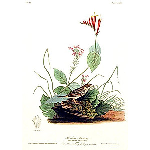 Henslow's Bunting. From"The Birds of America" (Amsterdam Edition)