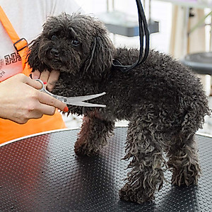 WUXIAN Dog Grooming Scissors,5 in 1 Cat Dog Grooming Scissors Set,Safety Round Tip,Heavy Duty Stainless Steel Dog Grooming kit Suitable for a Variety of Pets