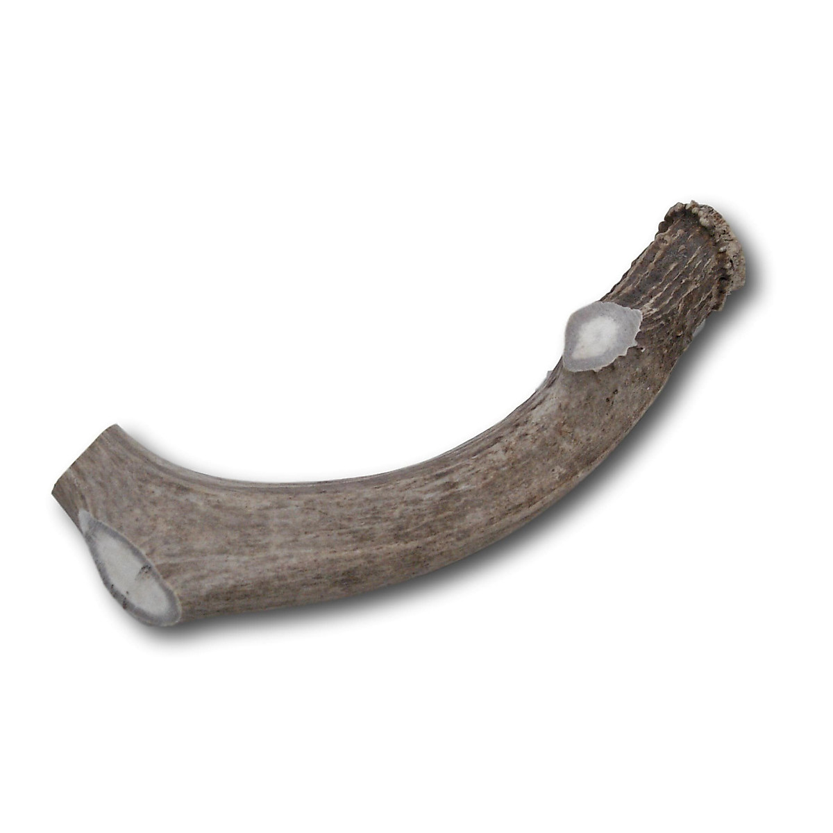Top Dog Chews Premium Large Grade A Whitetail Deer Antler for Dogs - Single Antler