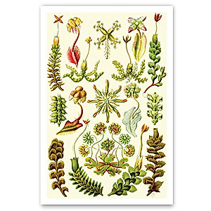 NATURAL CURIOSITIES by Ernst Haeckel postcard set of 20 postcards. Botanical illustrations theme post card variety pack. Made in USA.