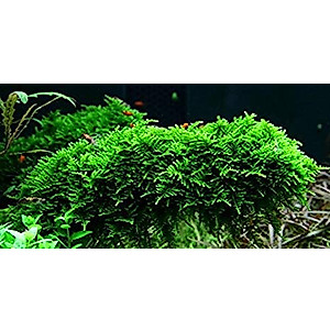 Marcus Fish Tanks Christmas Moss Vesicularia Montagnei Live Freshwater Aquarium Plant Live Aquarium Moss Buy 2 Get 1 Extra