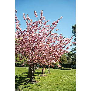 hua xian zi Bonsai Tree Japanese Sakura Seeds. Rare Japanese Cherry Blossoms Flowers Seeds in Bonsai,Pink Prunus Serrulata 30 Seeds