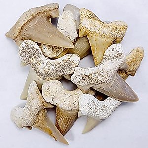 10 Medium Fossil Prehistoric Shark Teeth Collection with Information Card