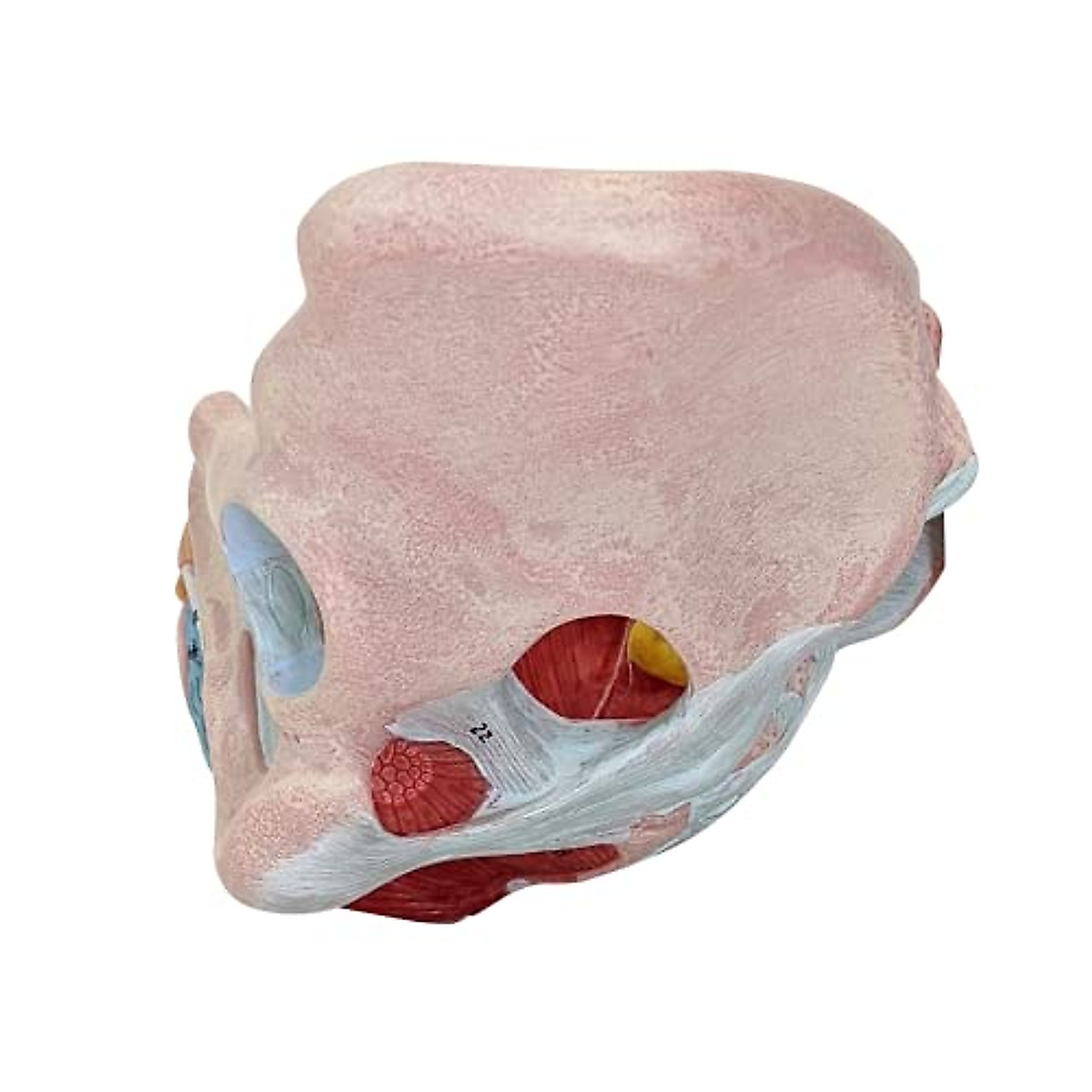 Axis Scientific Female Pelvis Model with Muscles Pelvic Floor, Ligaments, and Nerves Anatomy Model