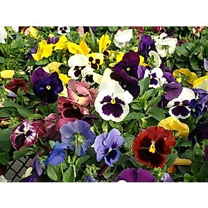 Johnny Jump-up (Viola Tricolor) purple, yellow and white - Mixed Flowers seeds!(1 oz Pack approx 28,000 Seeds)