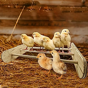 Backyard Barnyard Chick Perch and Mini Chicken Roosting Bar Set (2 Pack) Made in USA!!! Strong Natural Wood Jungle Gym Toys for Brooder and Coop Baby Birds Pollos Gallinas