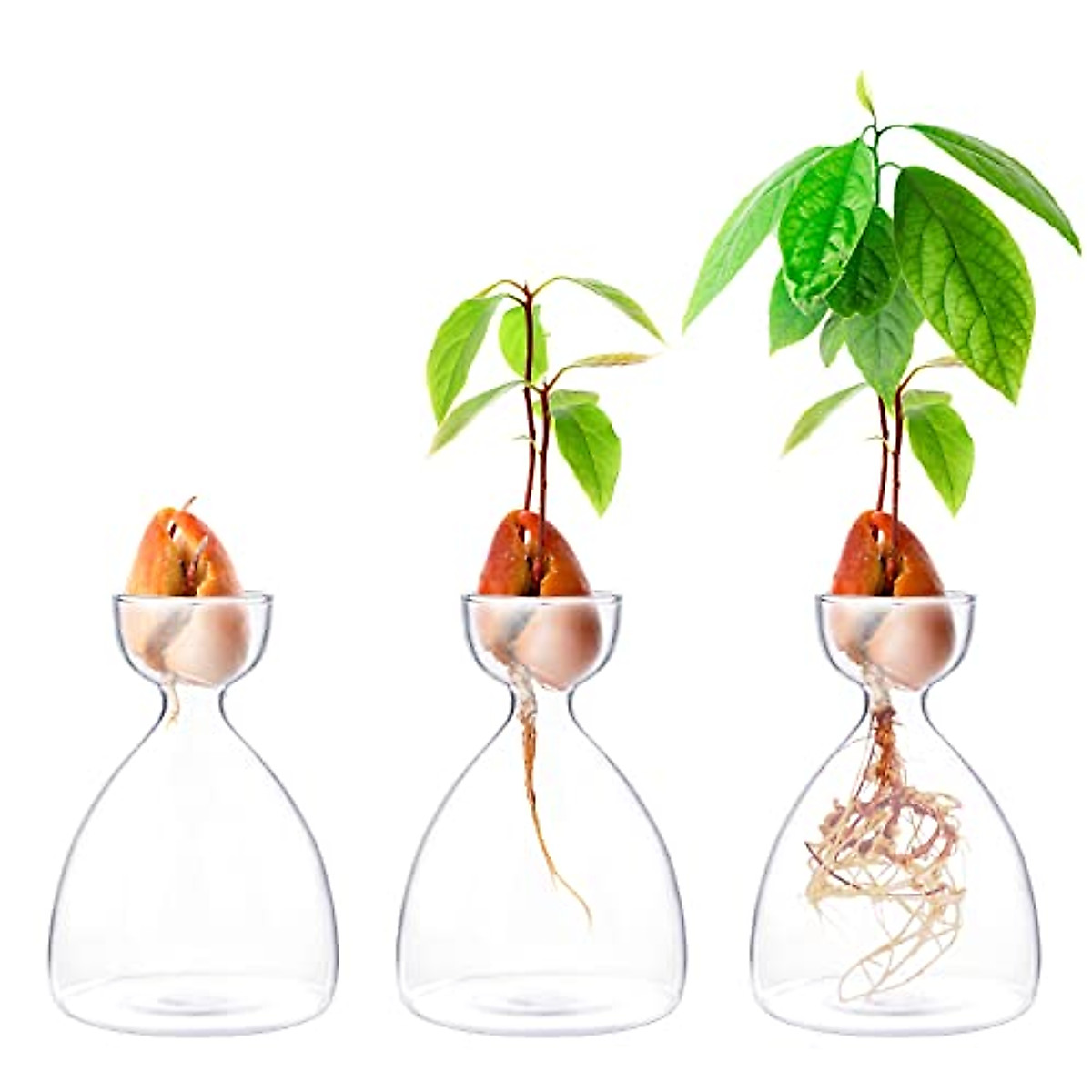 Maveite Avocado Seed Sprout Starter Vase Planter Pot Indoor Avocado Tree Growing Vase Kit Glass Garden Seed Starter Planting Vase Clear Avocado Seed Planter Gift for Kids Adult Friends Families