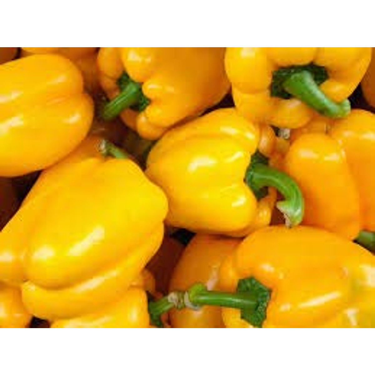 Golden California Wonder Sweet Bell Pepper Seeds, 50+ Heirloom Seeds Per Packet, (Isla's Garden Seeds), Non GMO Seeds, Botanical Name: Capsicum annuum, Great Home Garden Gift
